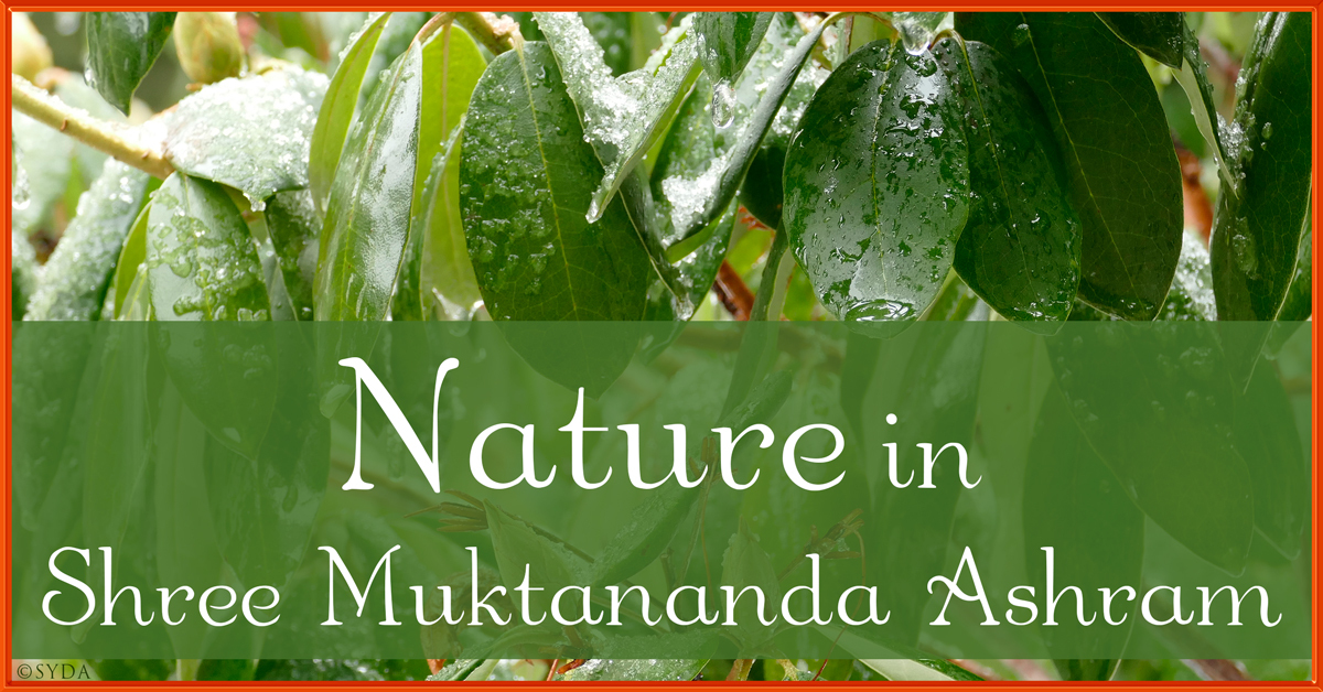March 2025: Nature I in Shree Muktananda Ashram