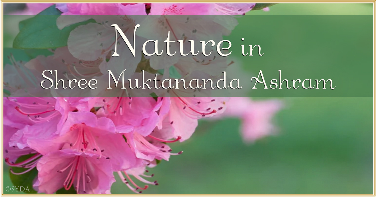 May 2021: Nature in Shree Muktananda Ashram I