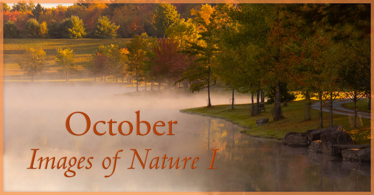 October 2019: Images of Nature I