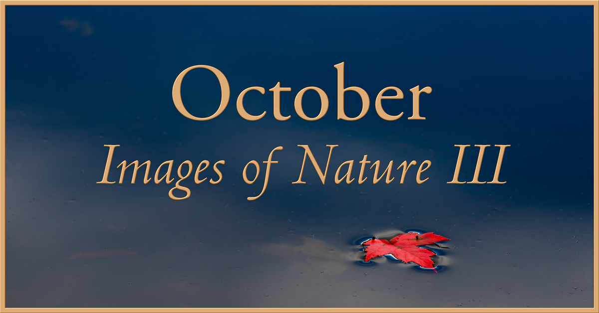 October 2019: Images of Nature III