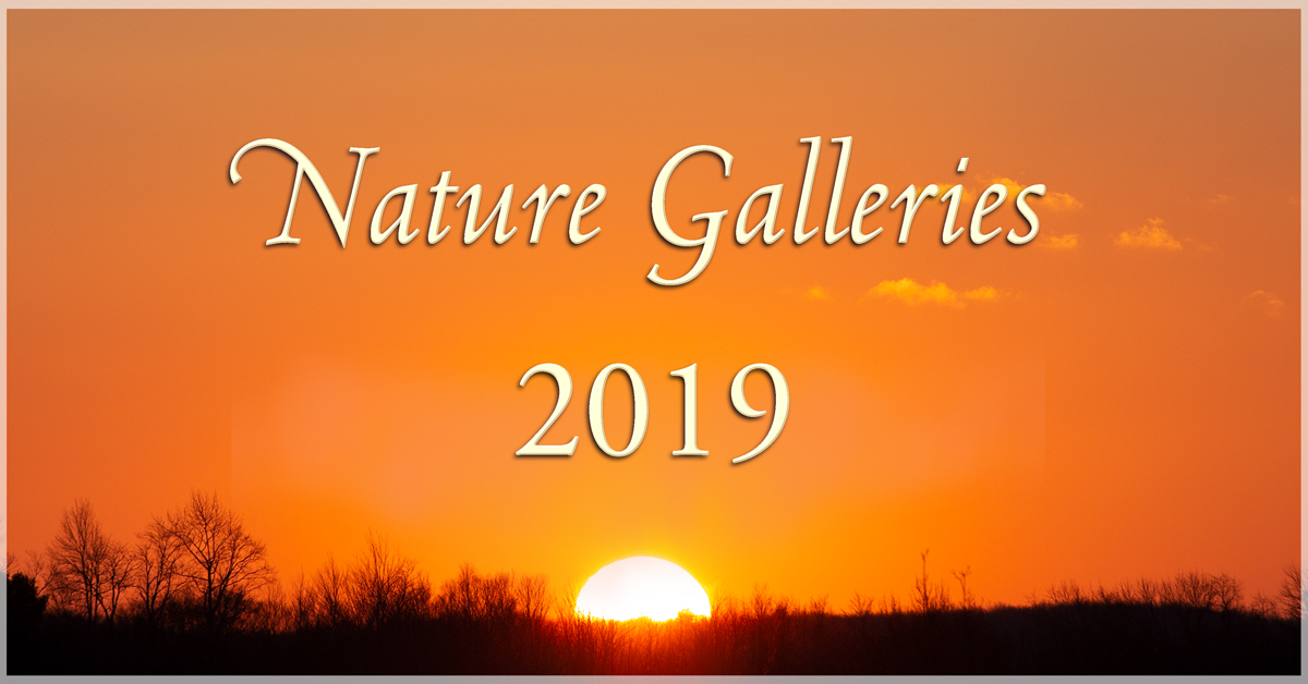 Nature Galleries 2019