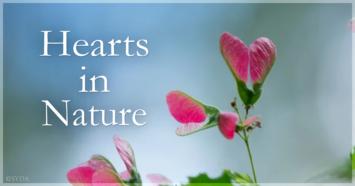 2021: Hearts in Nature VII