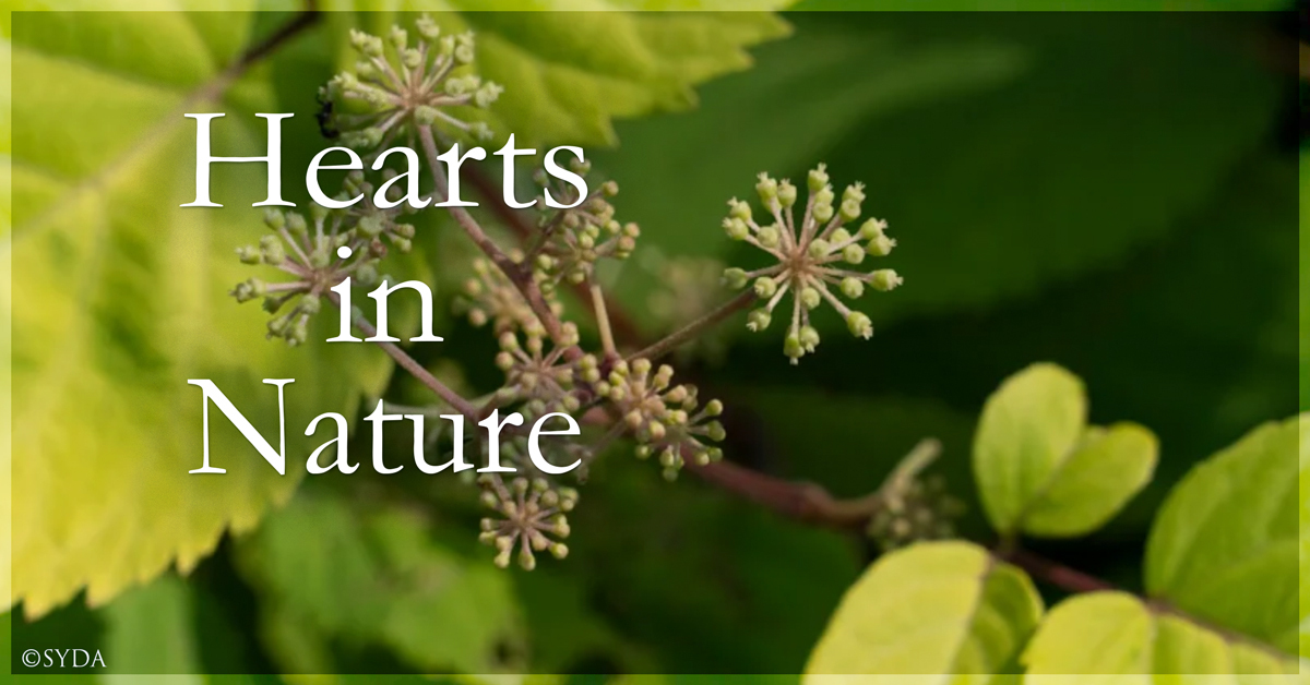 2021: Hearts in Nature I