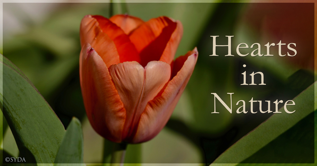 2022: Hearts in Nature III