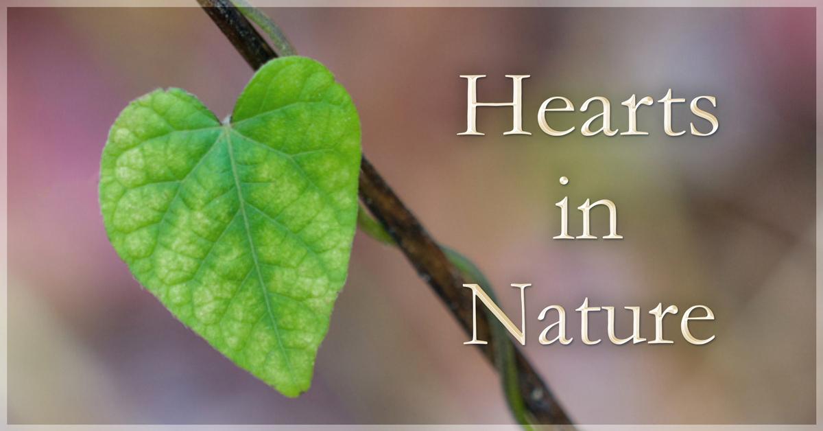 hearts-in-nature4