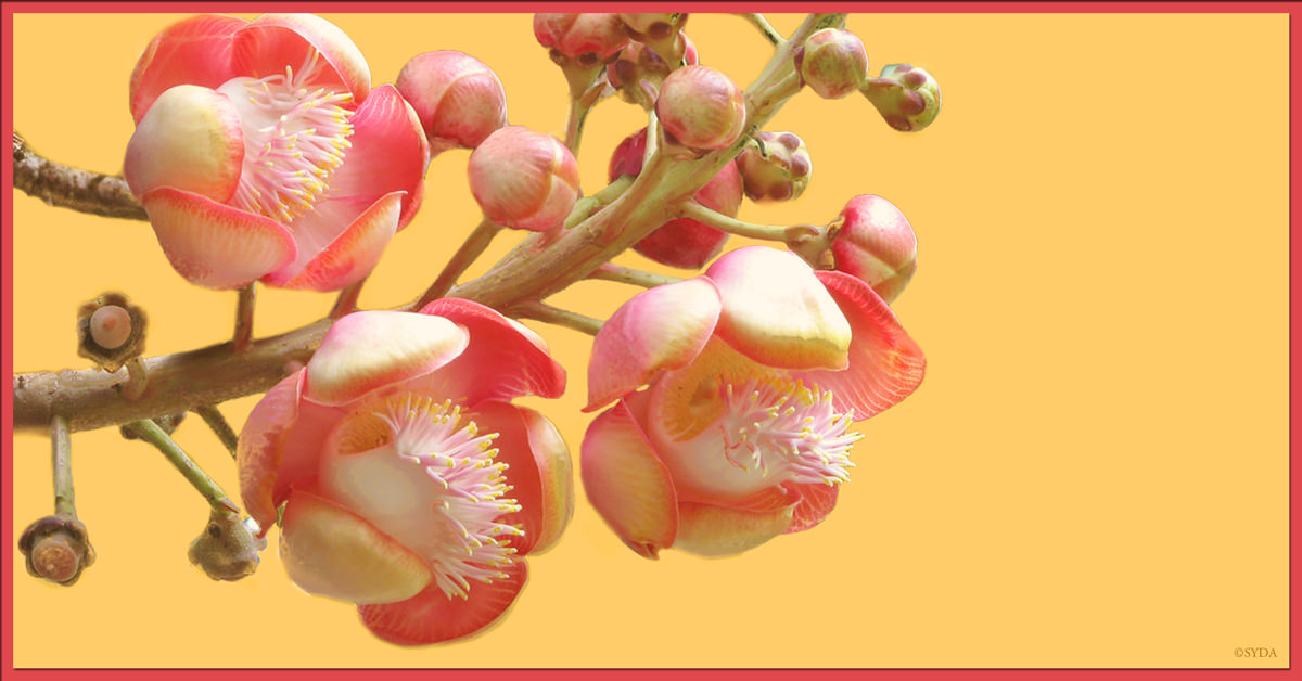 Devi Anasuya, the Mother of the Gods