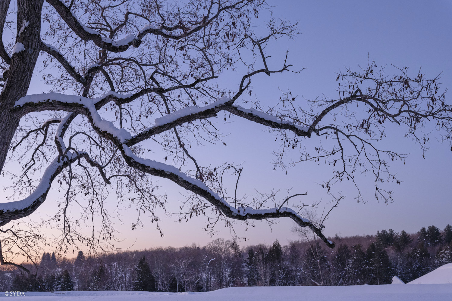 January 2026: Nature V in Shree Muktananda Ashram