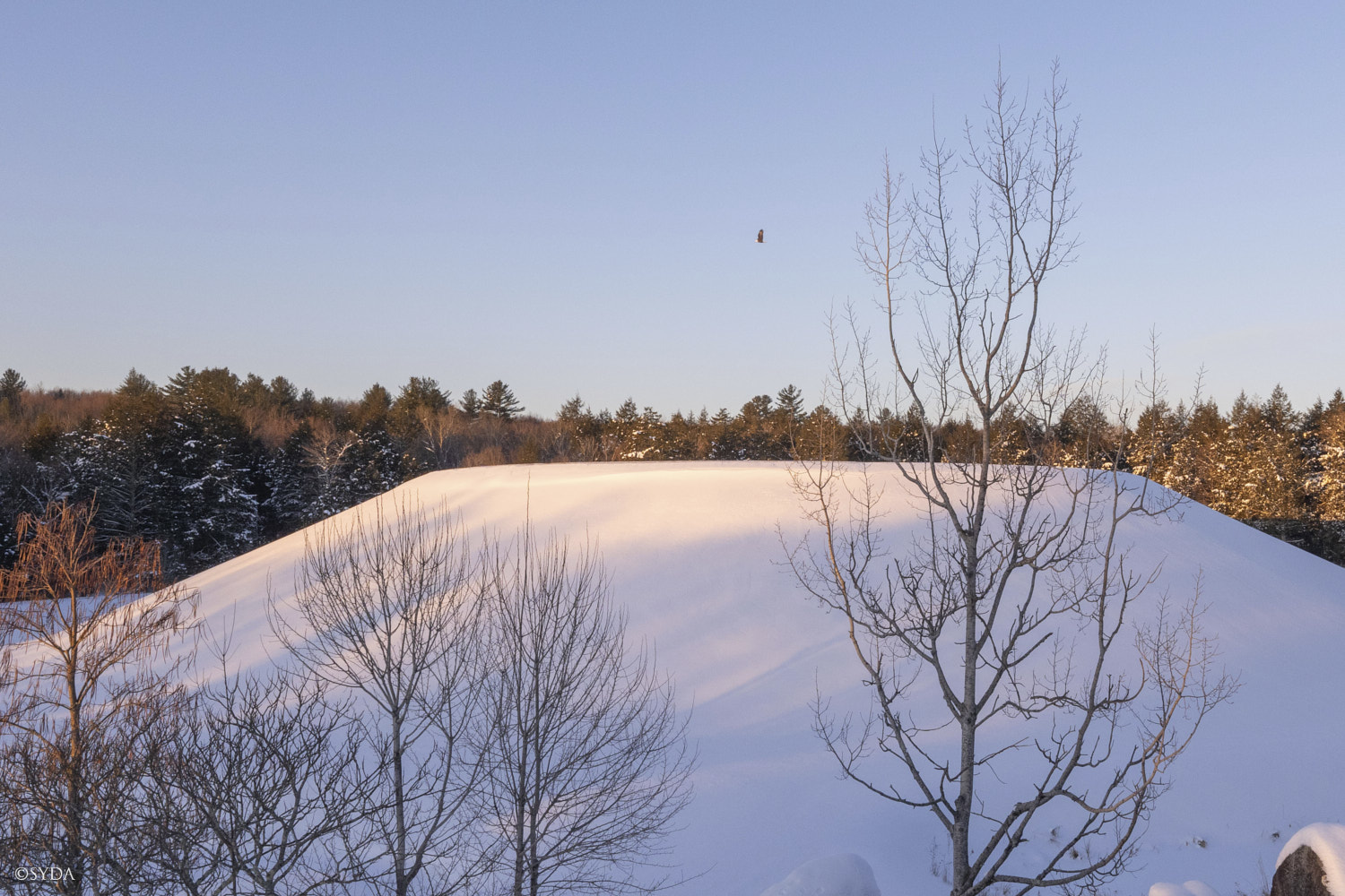 January 2026: Nature V in Shree Muktananda Ashram