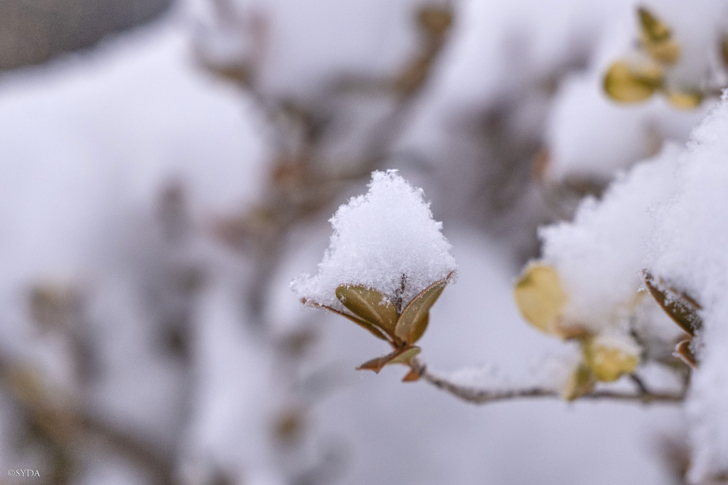January 2026: Nature V in Shree Muktananda Ashram