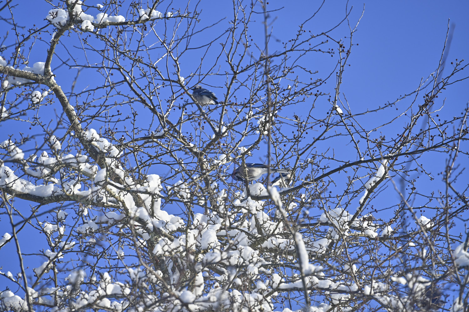 January 2026: Nature V in Shree Muktananda Ashram