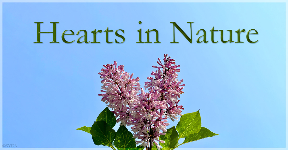 Hearts in Nature III