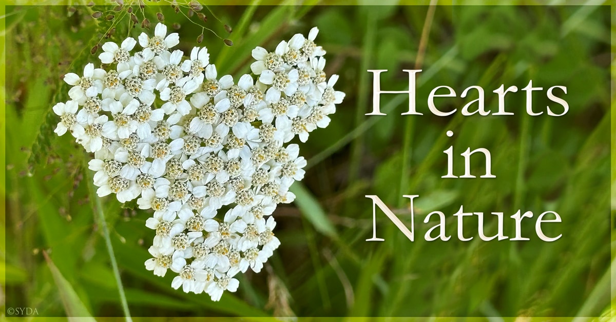 Hearts in Nature IV
