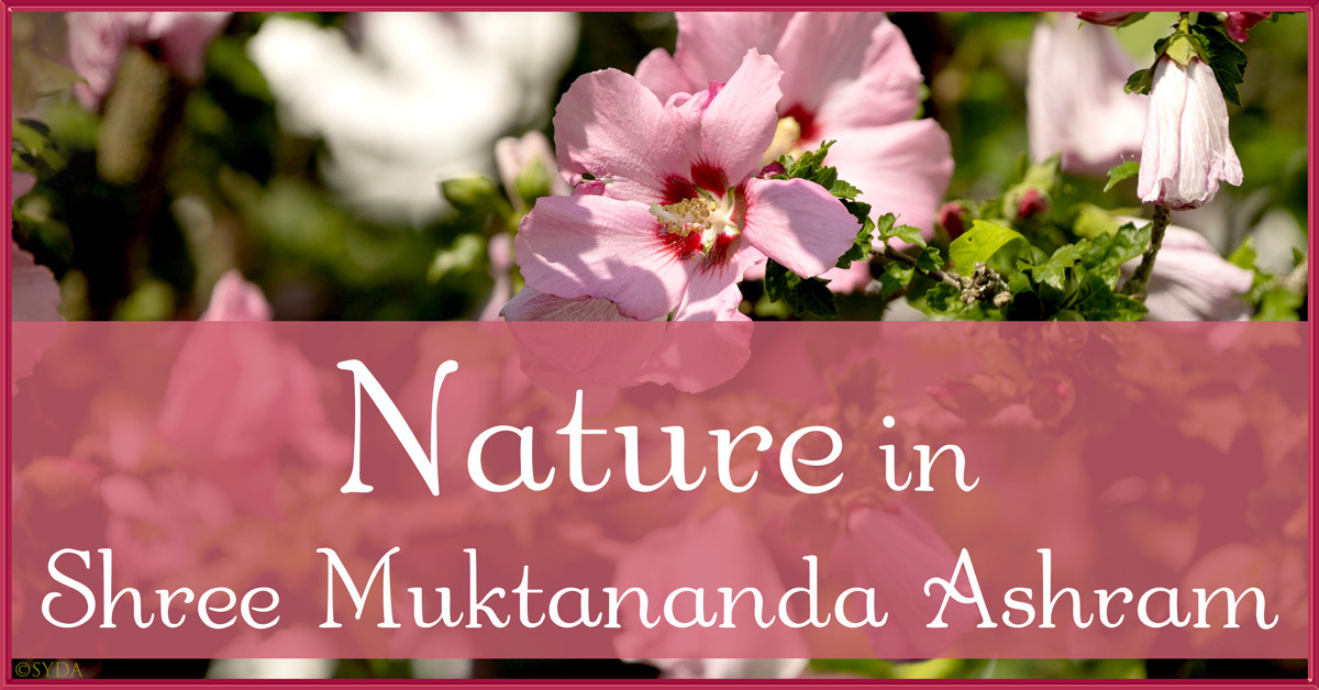 August 2025: Nature I in Shree Muktananda Ashram