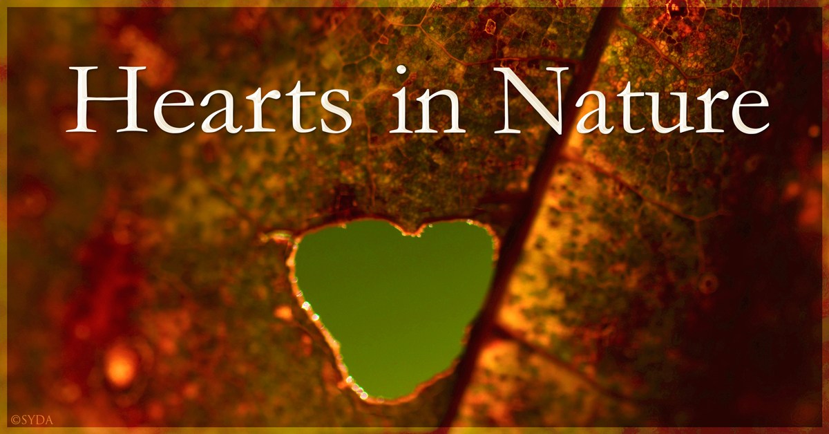 Hearts in Nature VII