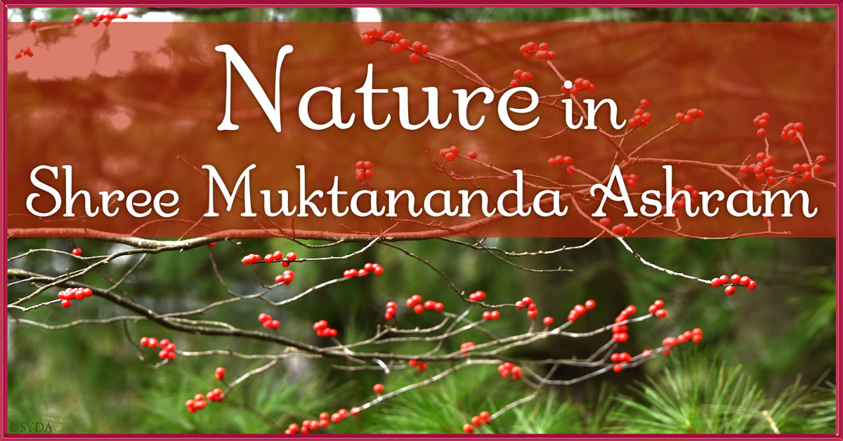 December 2025: Nature I in Shree Muktananda Ashram