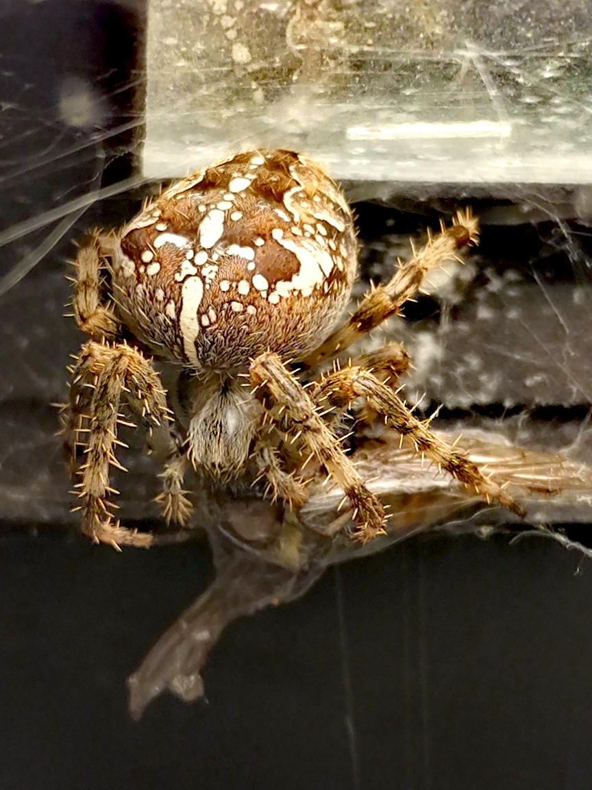 Cross spider | Project Noah