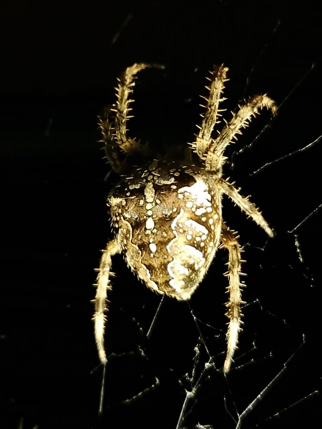 Cross spider | Project Noah