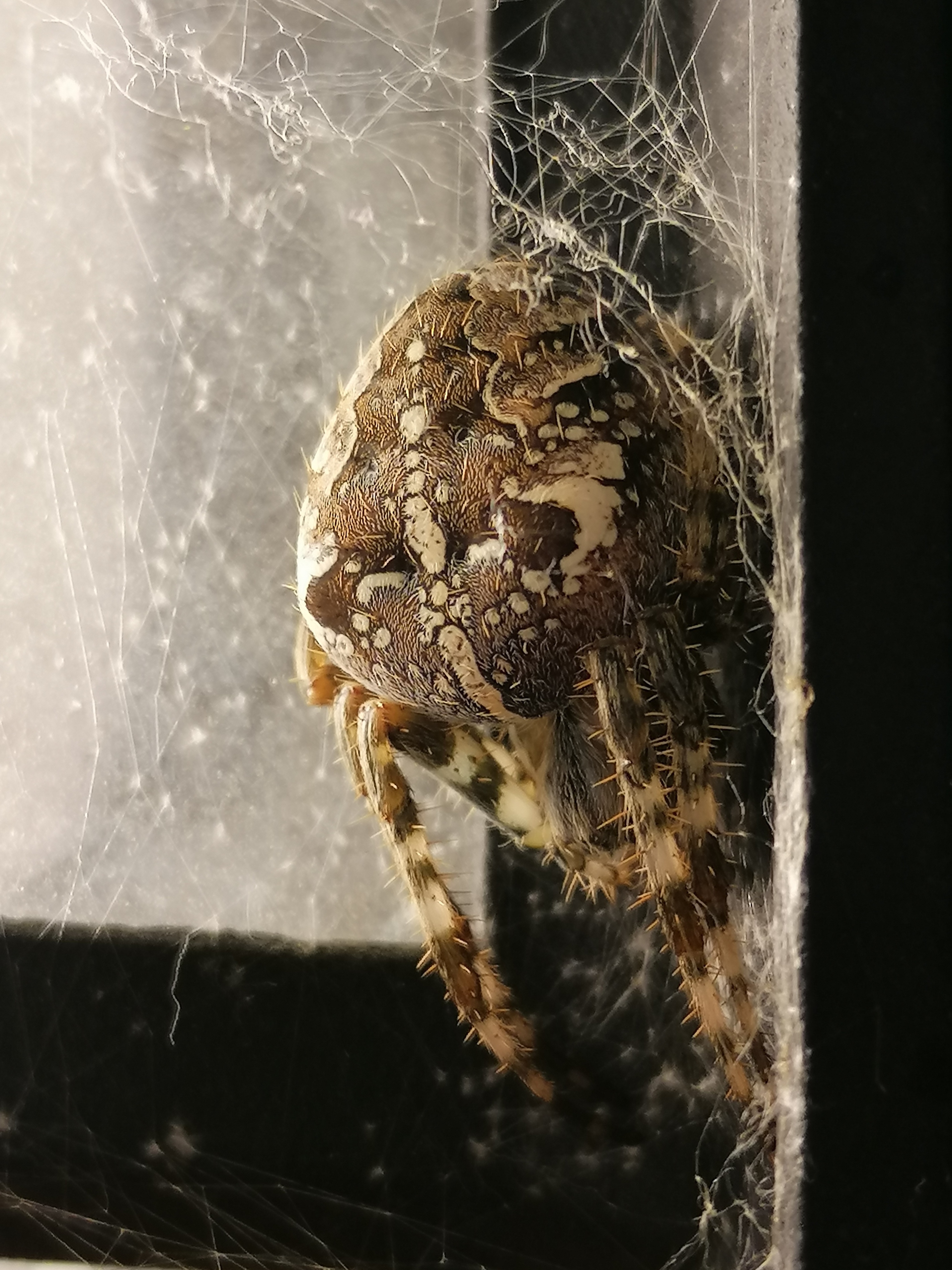 Cross spider | Project Noah