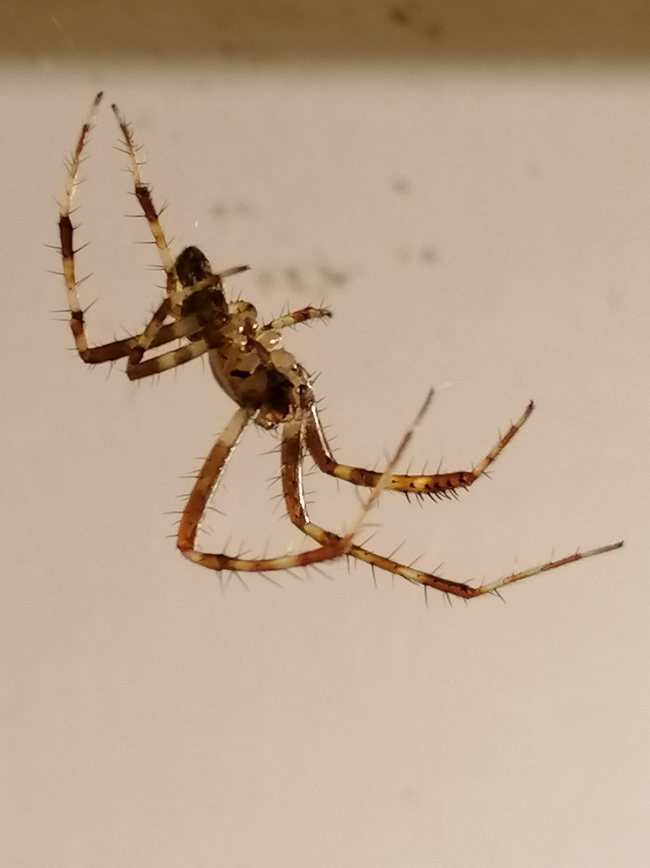 Cross spider | Project Noah