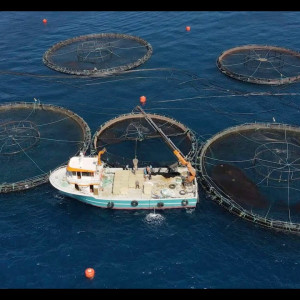 A Day Fish Farming (Turkish Documentary/Vlog) | Tabb