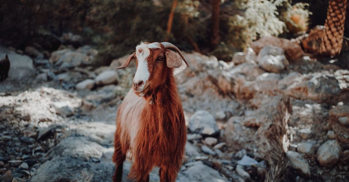 Oman’s Wildlife: Discover Unique Encounters with Native Animals