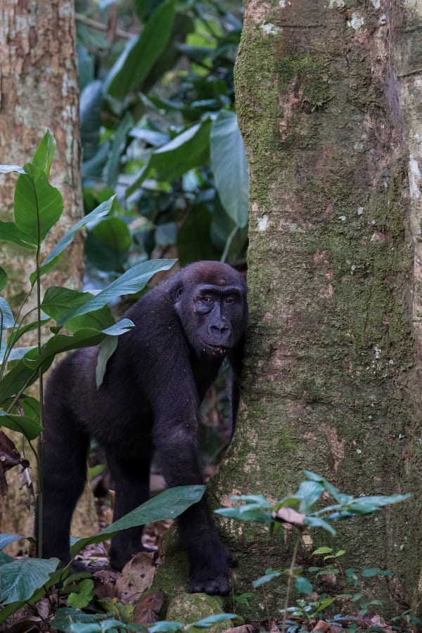 Lowland Gorillas: the Gentle Giants of Central Africa