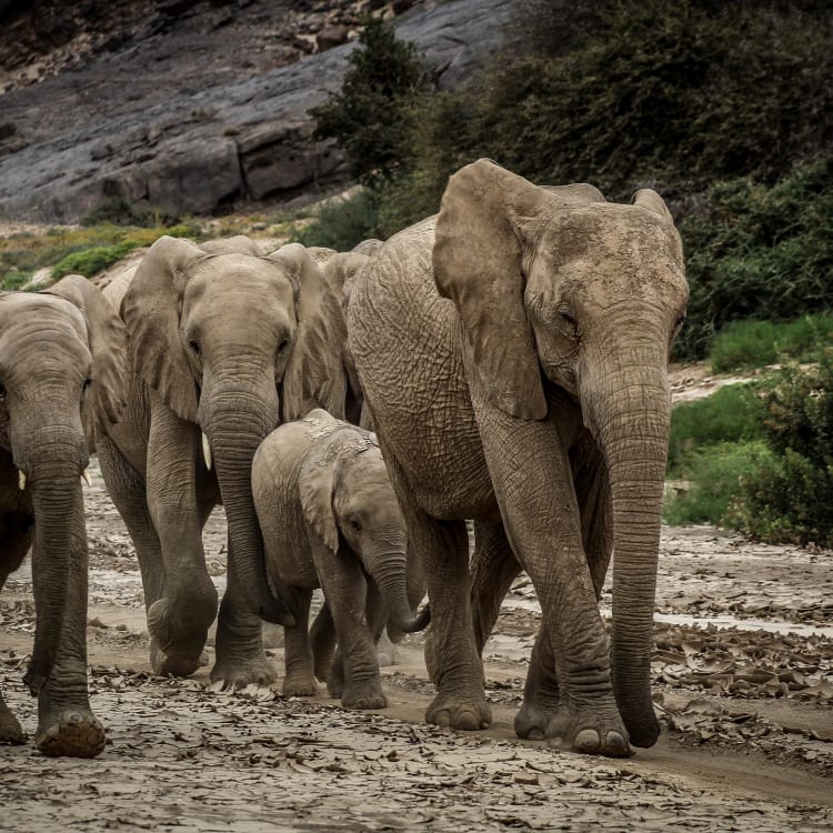 Onduli Ridge - Damaraland, Namibia | Safari Memories
