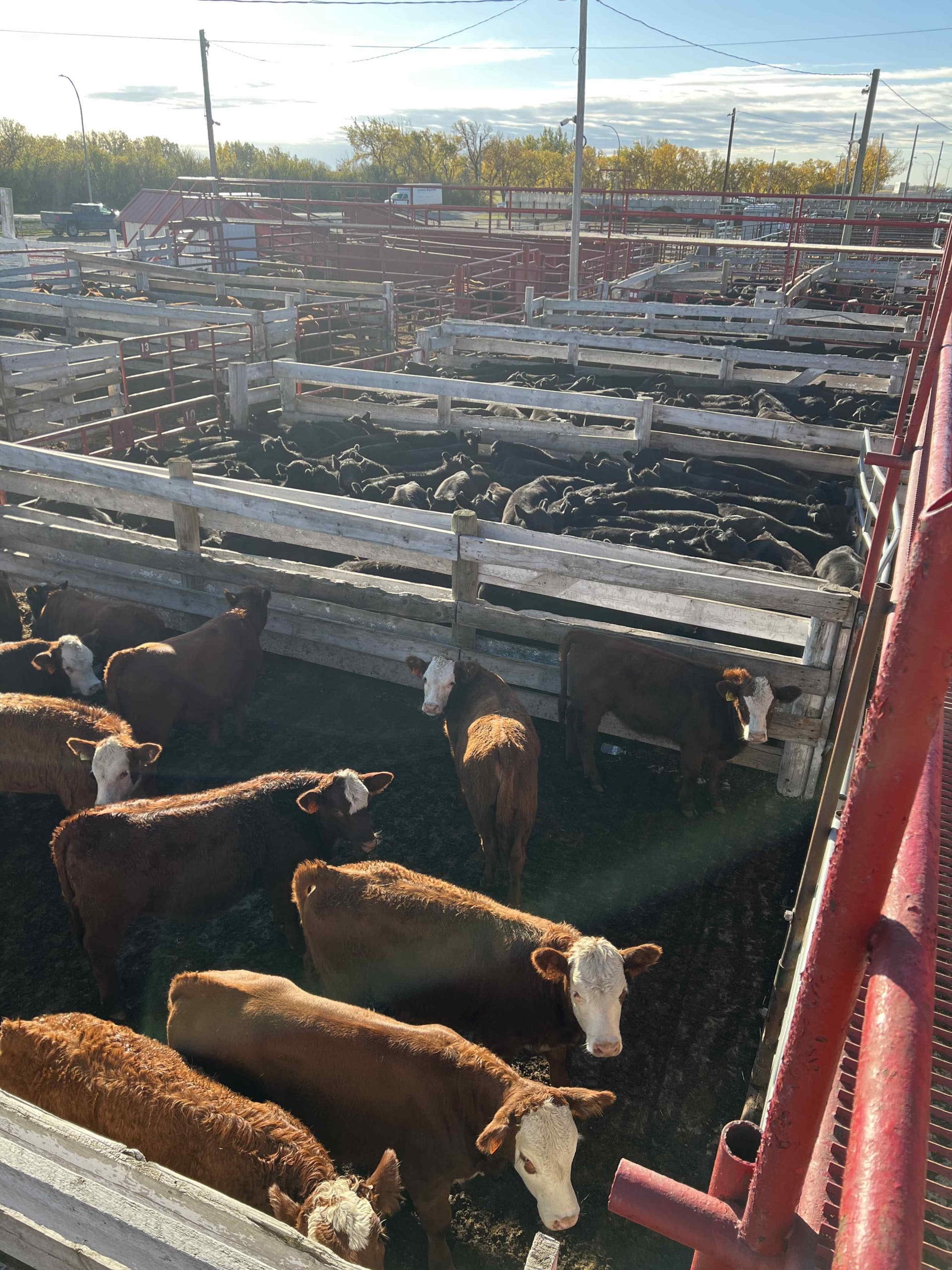 PRESORT CALF SALE 11:00 AM PLEASE NOTE ON TUESDAY DUE TO THANKSGIVING