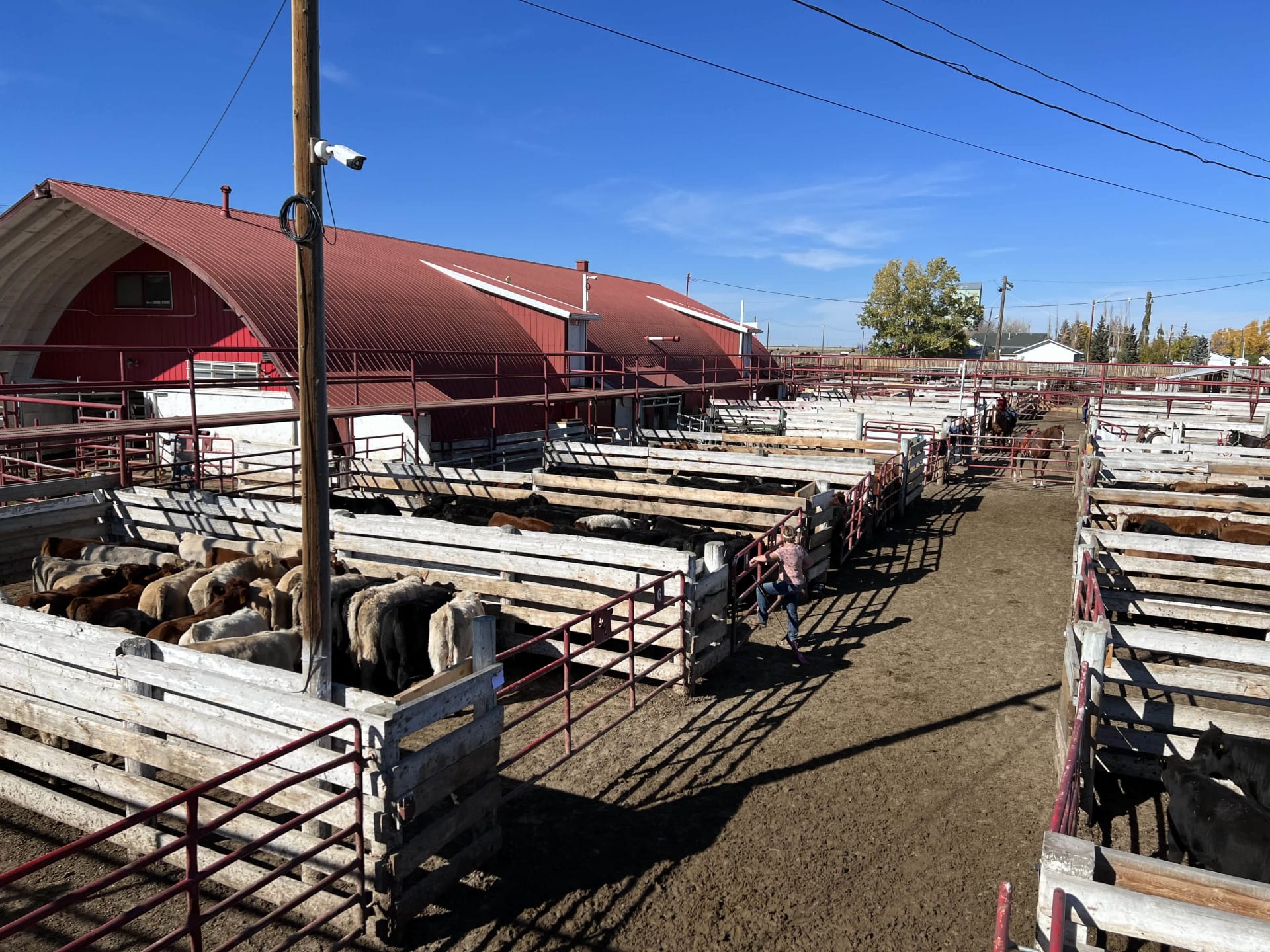 PRESORT CALF SALE 11:00 AM