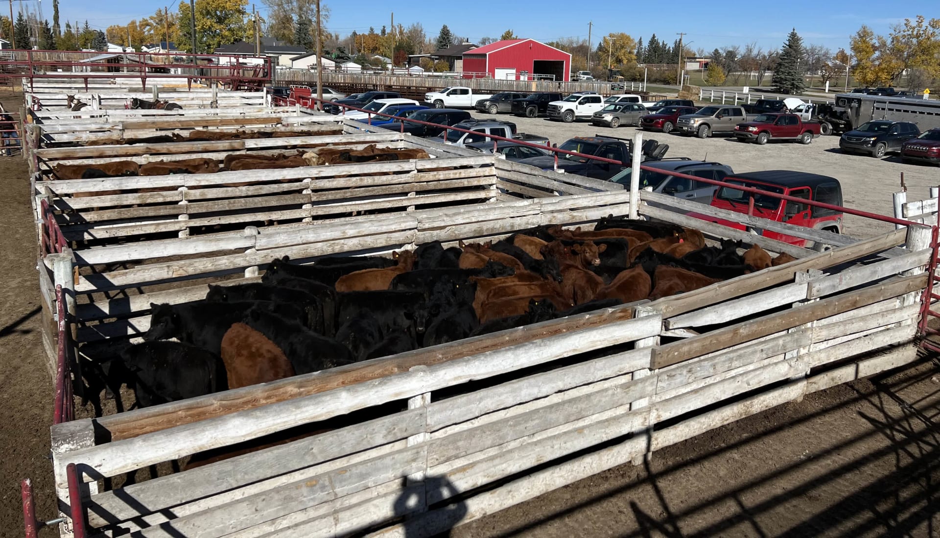 PRESORT CALF SALE 11:00 AM