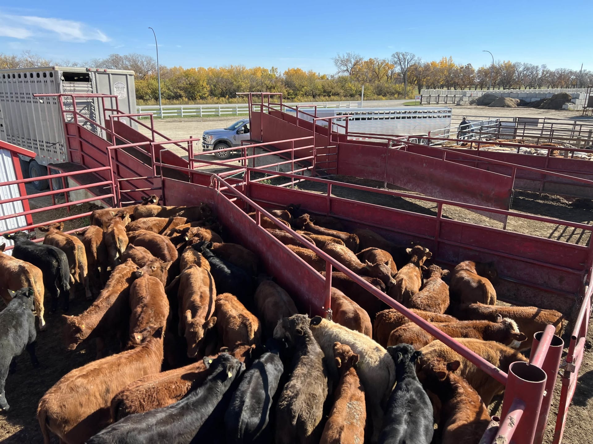 LAST PRESORT CALF SALE 11:00 AM