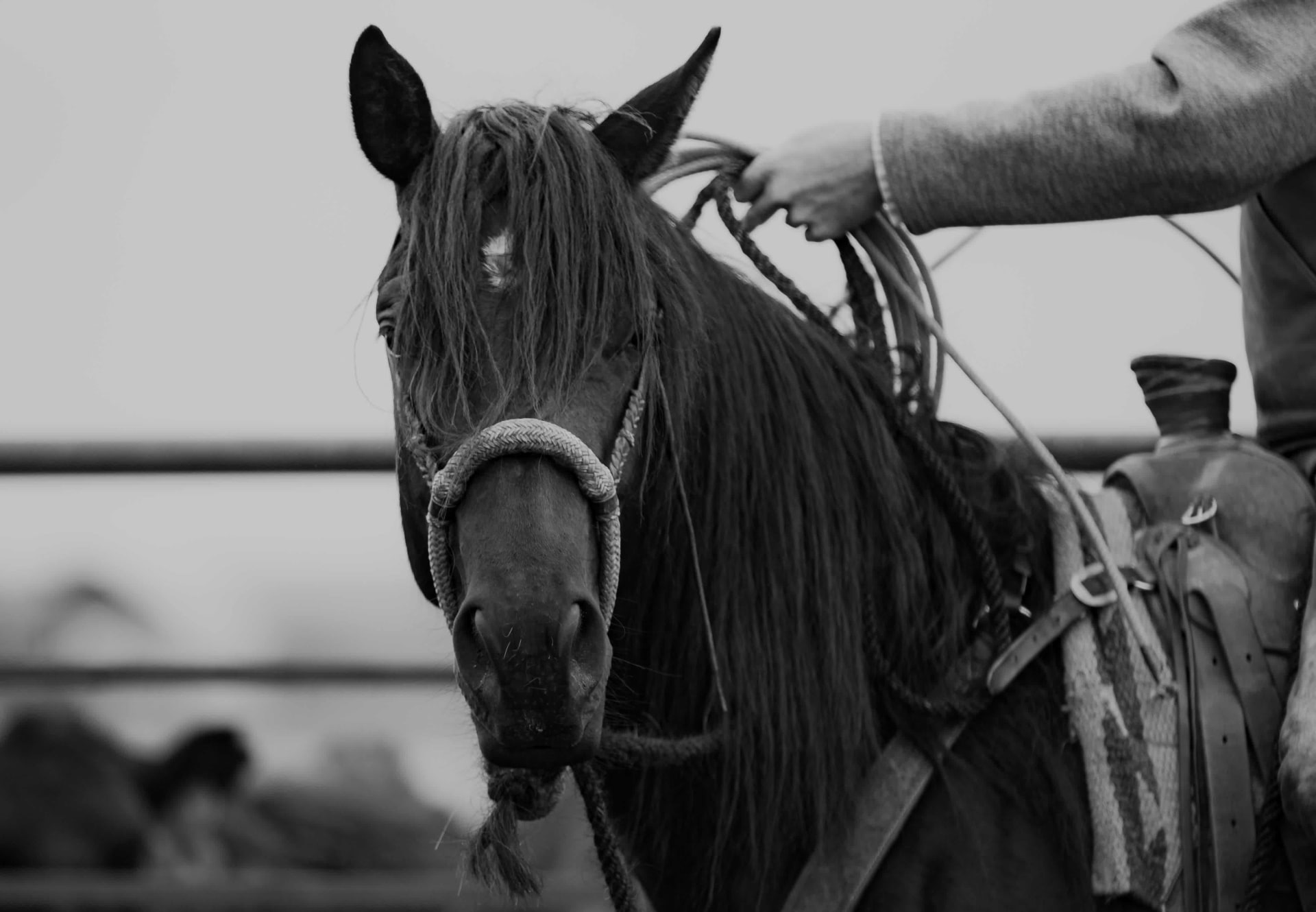 2025 PBAM Annual Spring Horse Sale & Premier Ranch Showcase & Kids ...