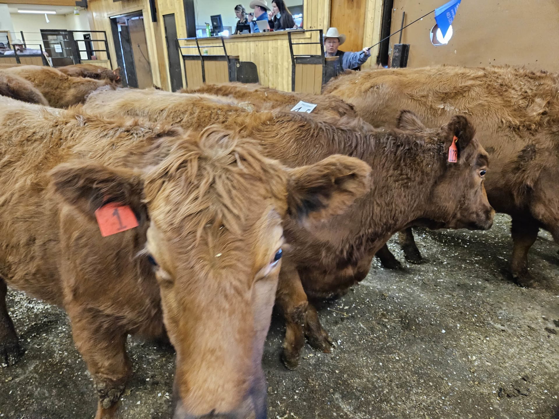 STOCK COW & BRED HEIFER & COW/CALF PAIRS And... Repl Hfrs