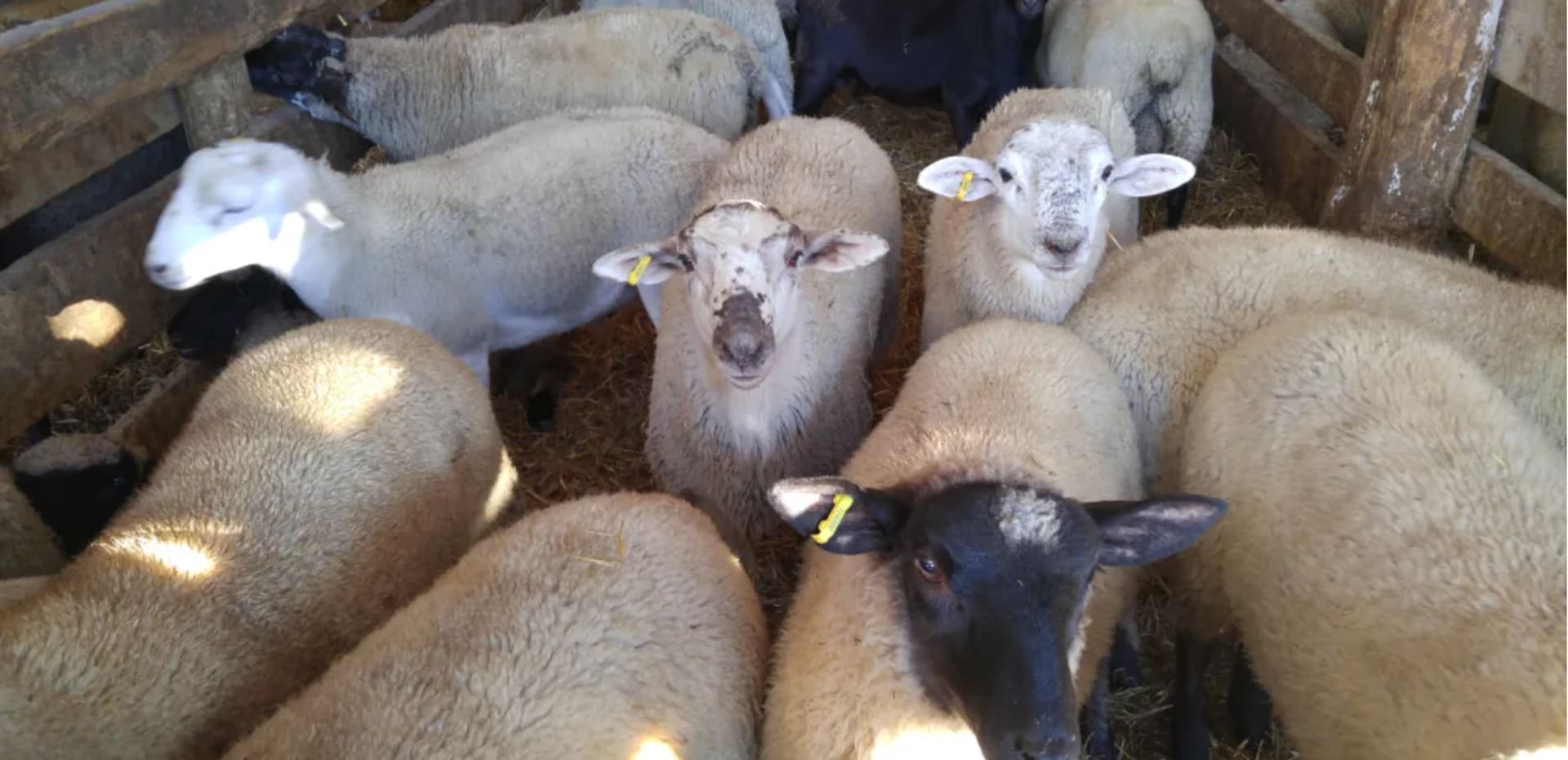 SHEEP SALE