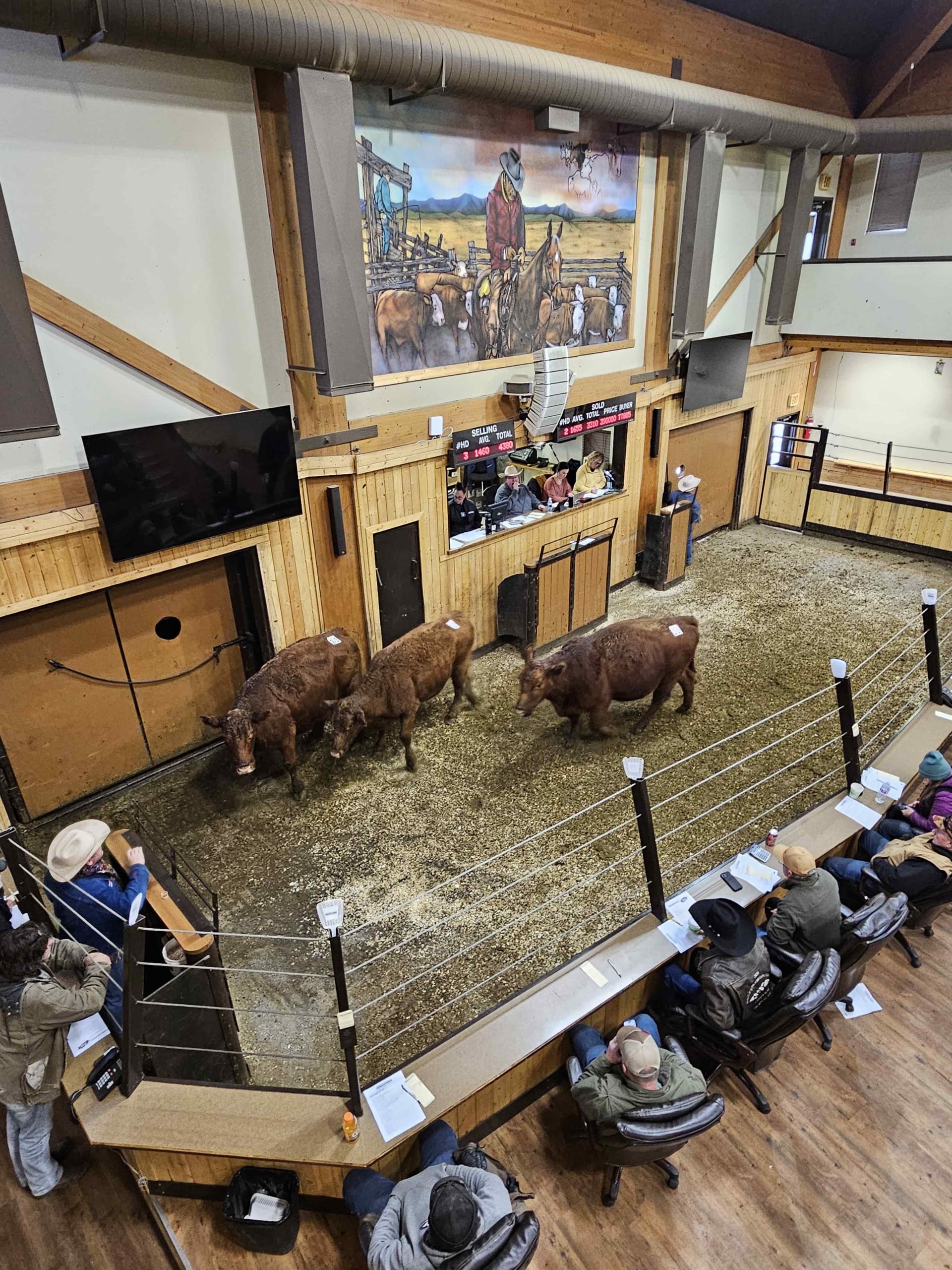 STOCK COW & BRED HEIFER SALE