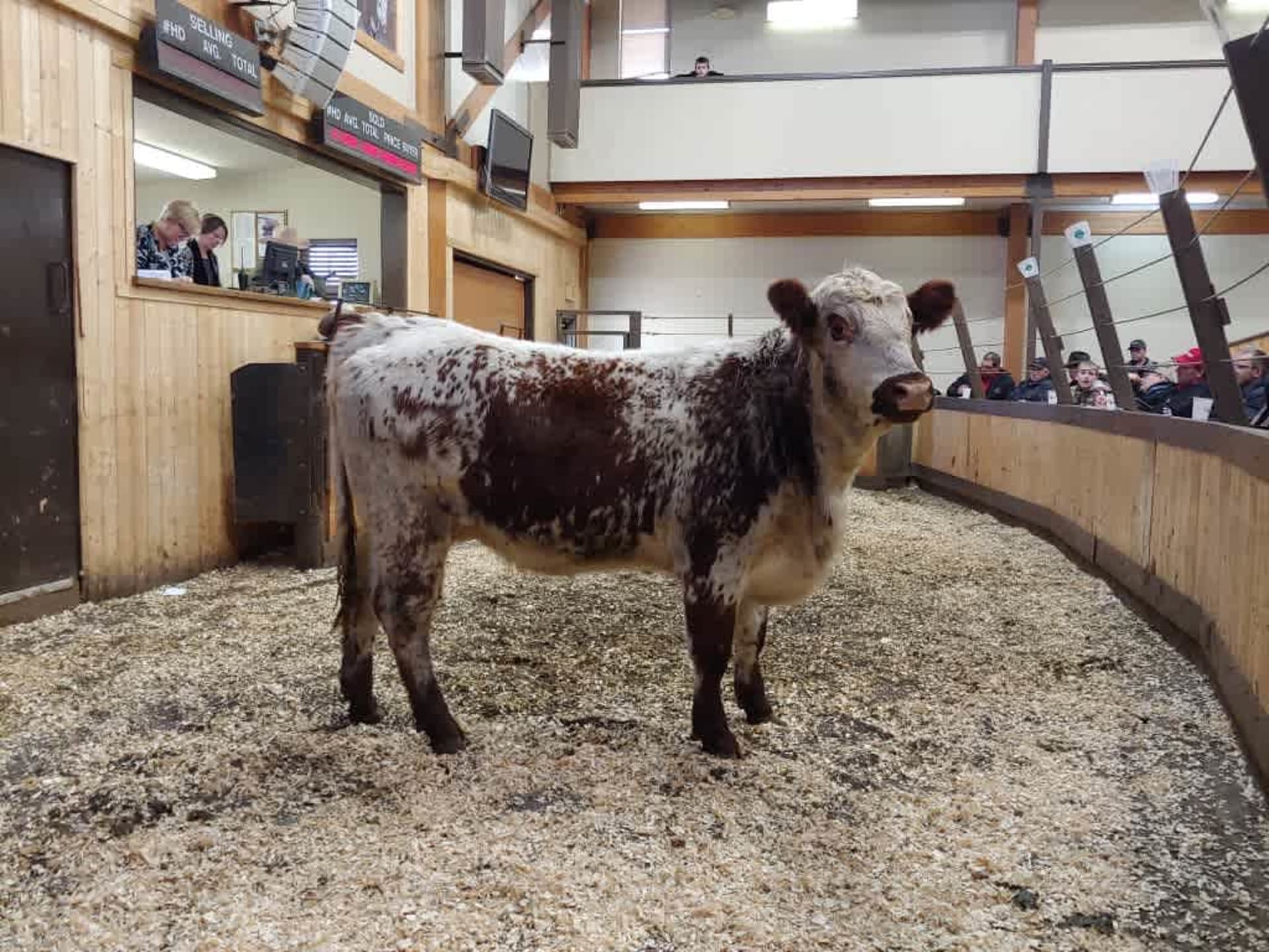 SPOTS ARE HOT BRED SALE