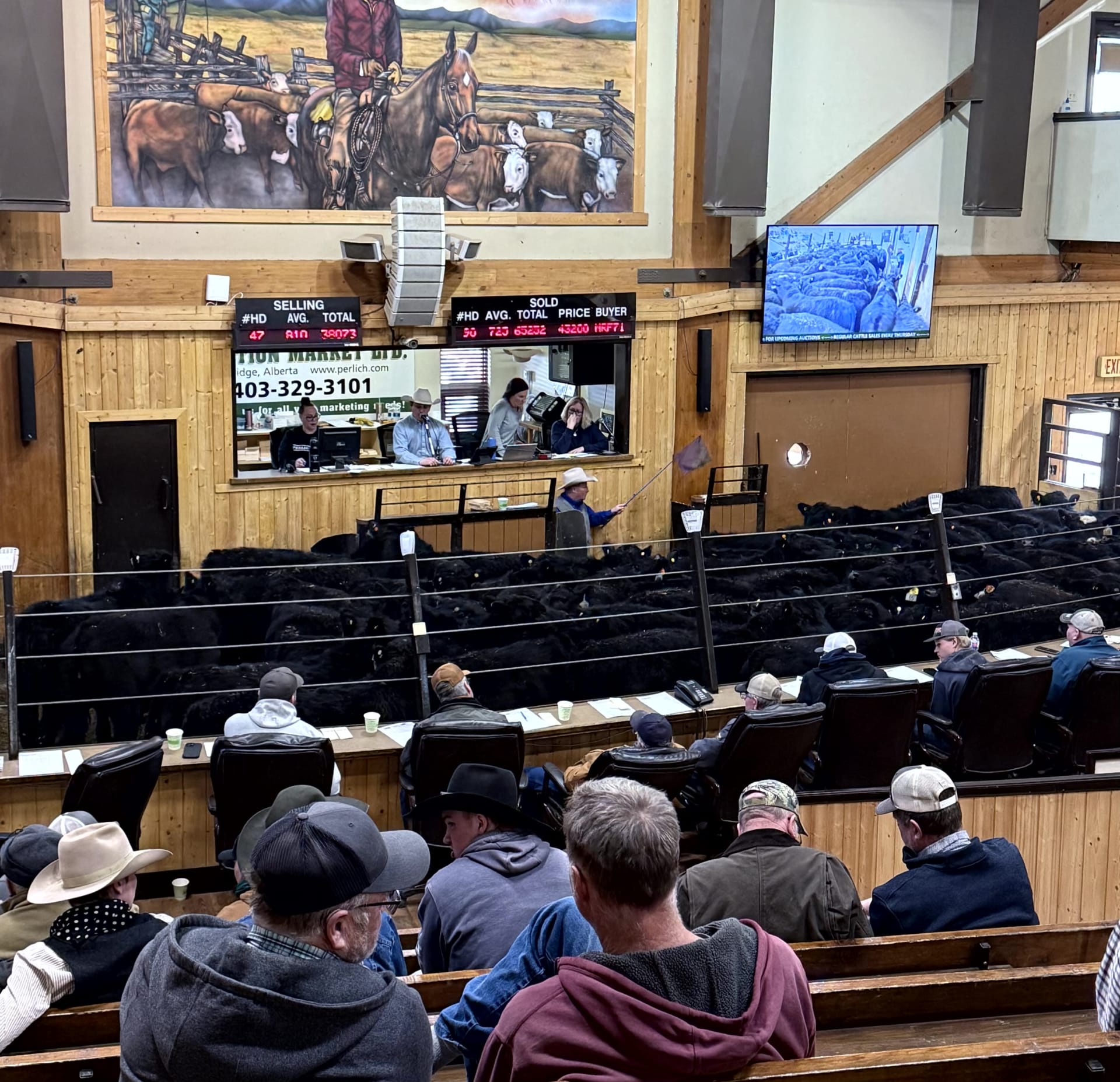 REGULAR CATTLE & SPECIAL PRESORT YEARLING SALE