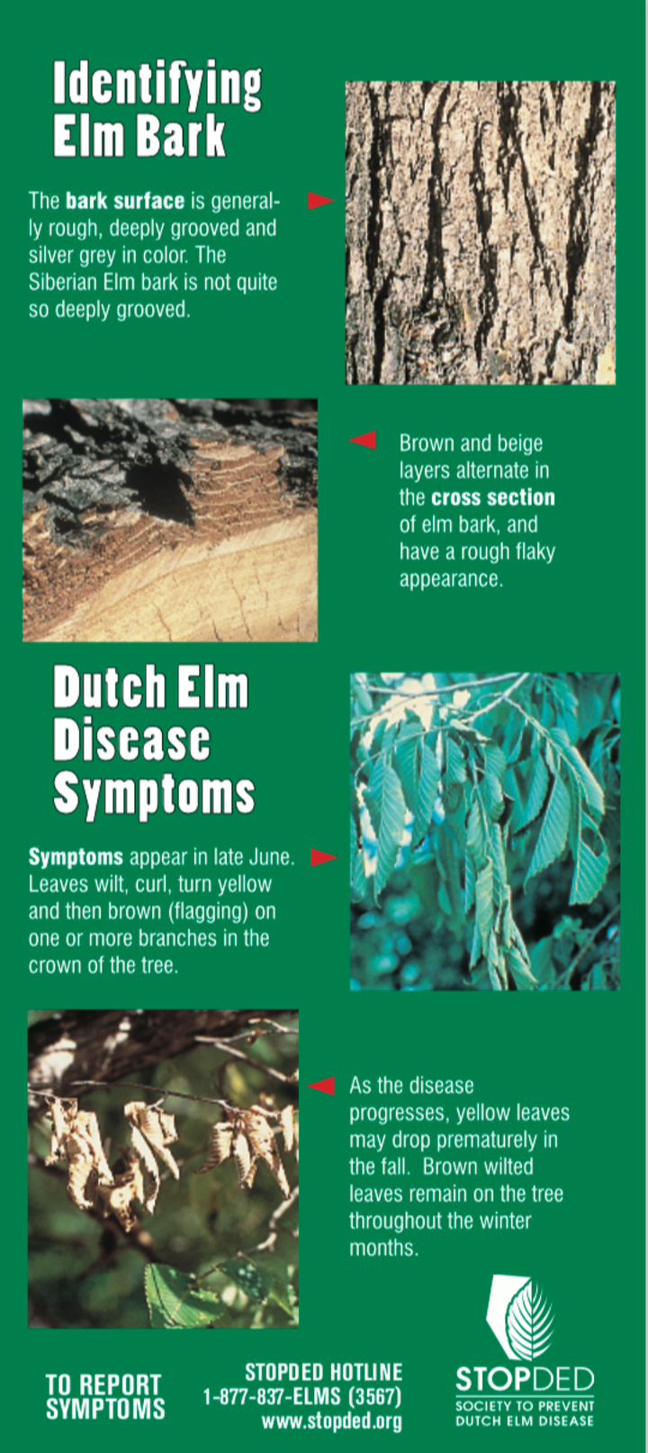 ELM TREE PRUNING BAN IN EFFECT | Town of Shaunavon