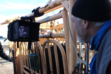 Ultrasound Pregnancy Testing Beef Cows – Why, How and When. | ReproScan