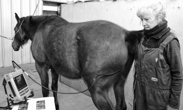 Equine Reproductive Ultrasound-Considerations and Timing | ReproScan