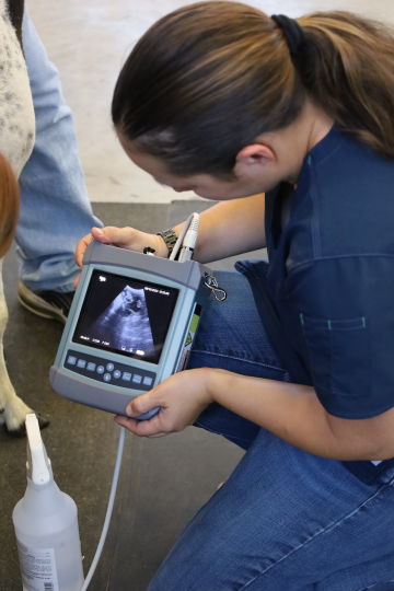 Small Ruminant Ultrasound: What You Need to Know | ReproScan