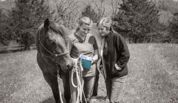 Equine | ReproScan