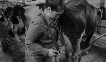 Tips and Tricks For Ultrasounding Dairy Cows | ReproScan