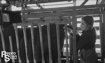 Checking Long-Bred, Deep-Bodied Cows with the ReproArm: A Practical ...