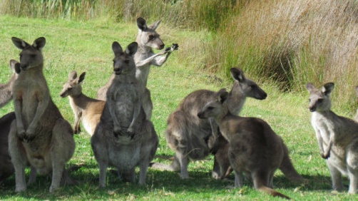Glamping NSW South Coast - Tanja Lagoon Camp