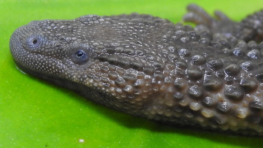 Win this Rare Borneo Earless Monitor Trio!