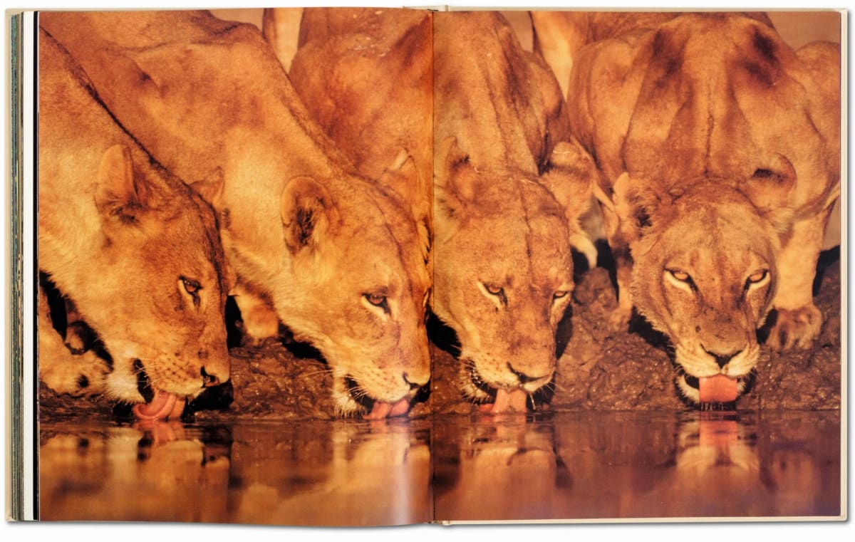 Frans Lanting. Eye to Eye