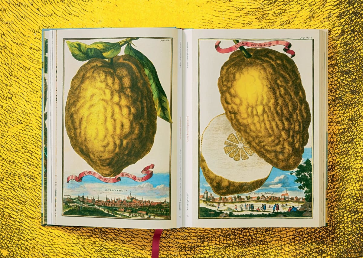 J. C. Volkamer. The Book of Citrus Fruits