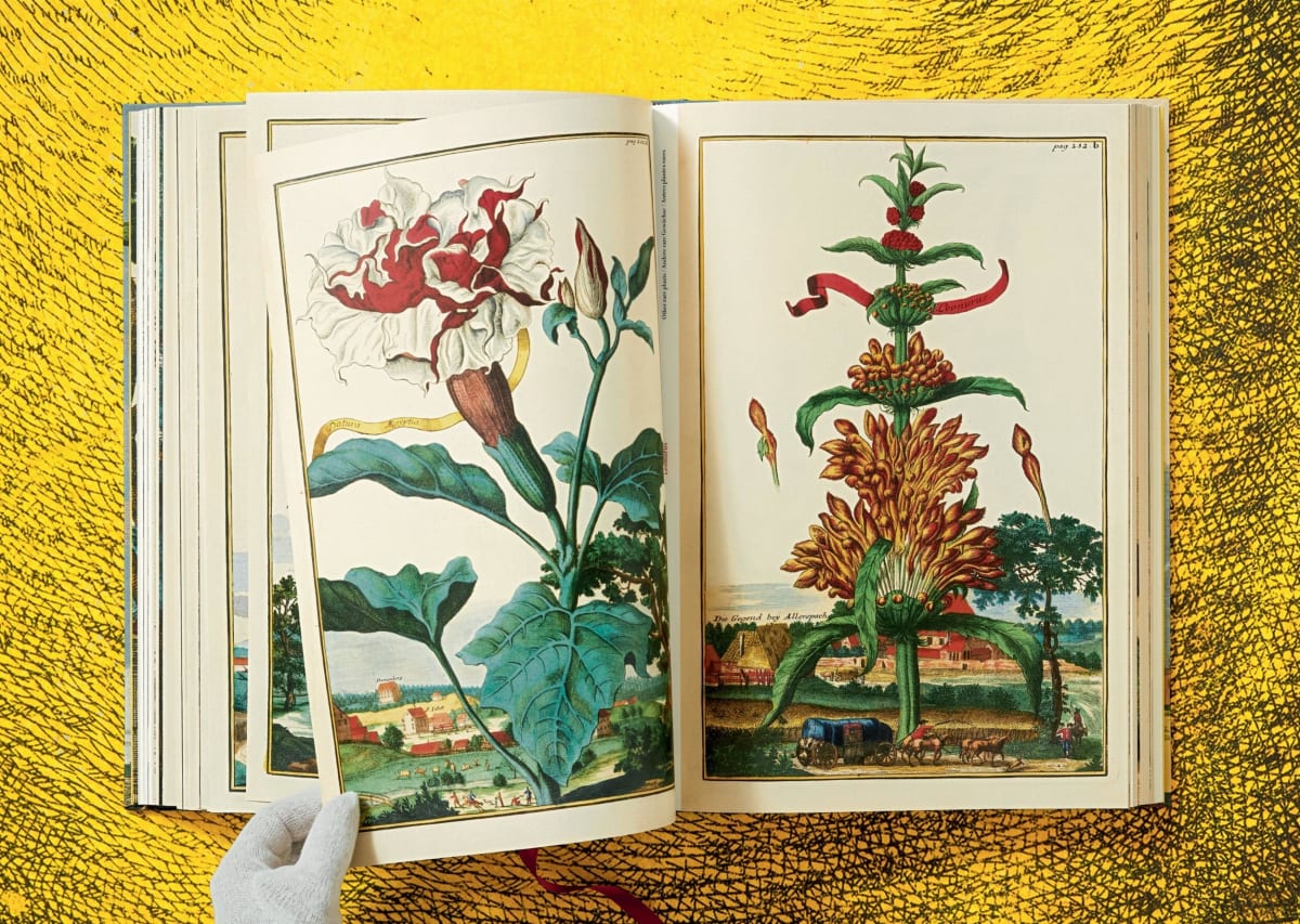 J. C. Volkamer. The Book of Citrus Fruits