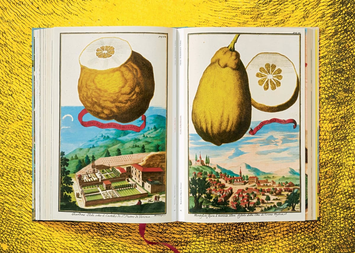 J. C. Volkamer. The Book of Citrus Fruits